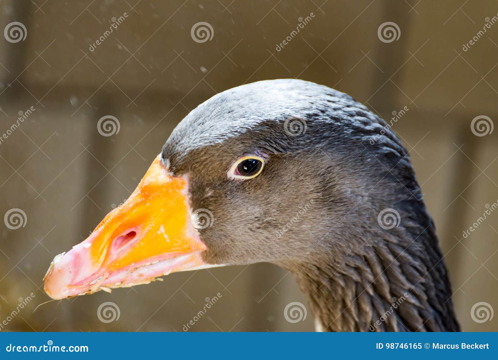 Oca Grigia Con Le Piume in Suo Becco Immagine Stock - Immagine di ...