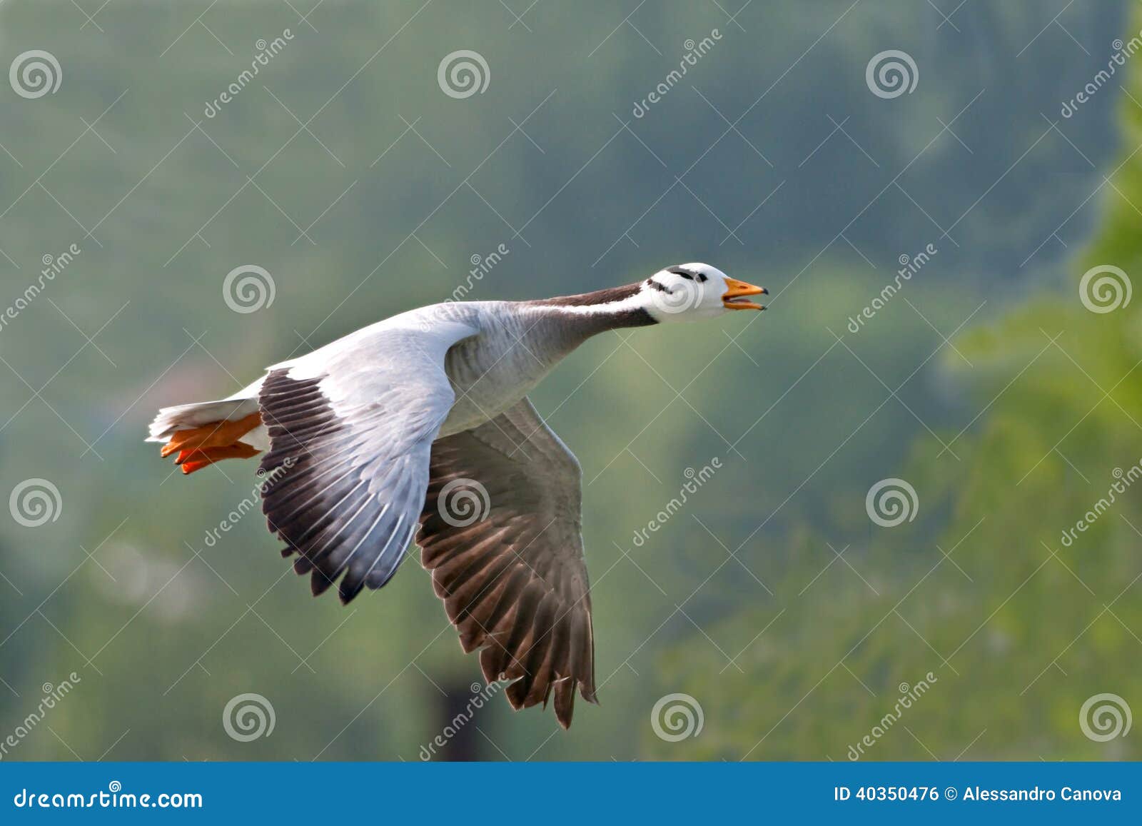Oca indiana fotografia stock. Immagine di becco, natura - 40350476