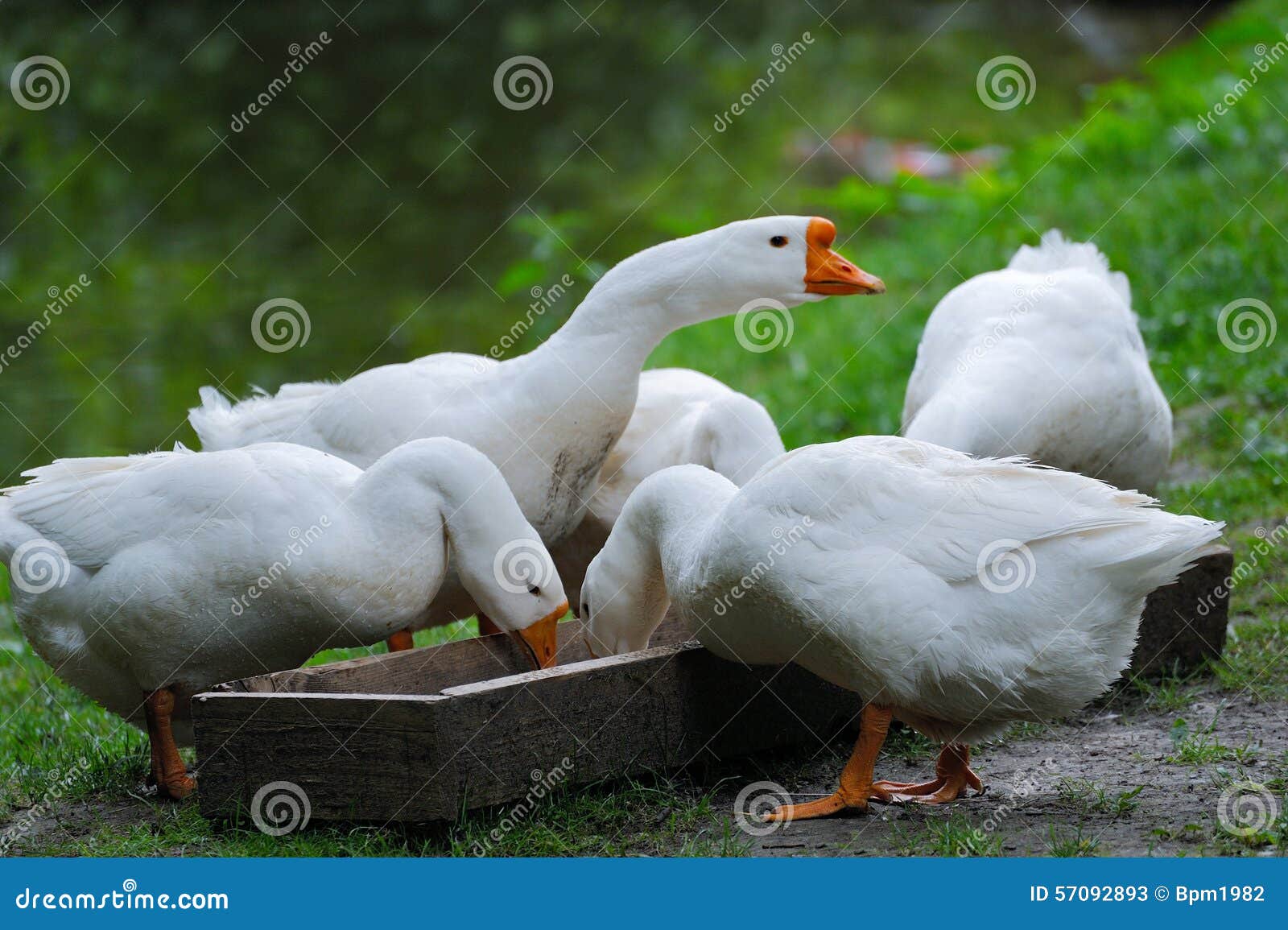 Oca nazionale bianca immagine stock. Immagine di fauna - 57092893
