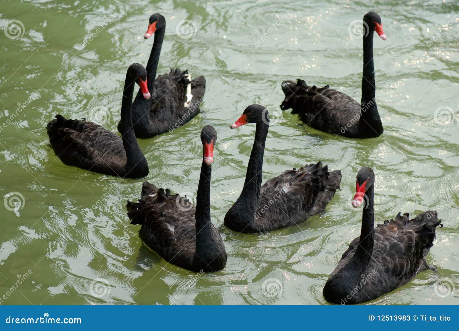 Oca nera immagine stock. Immagine di verde, coppie, grazioso - 12513983