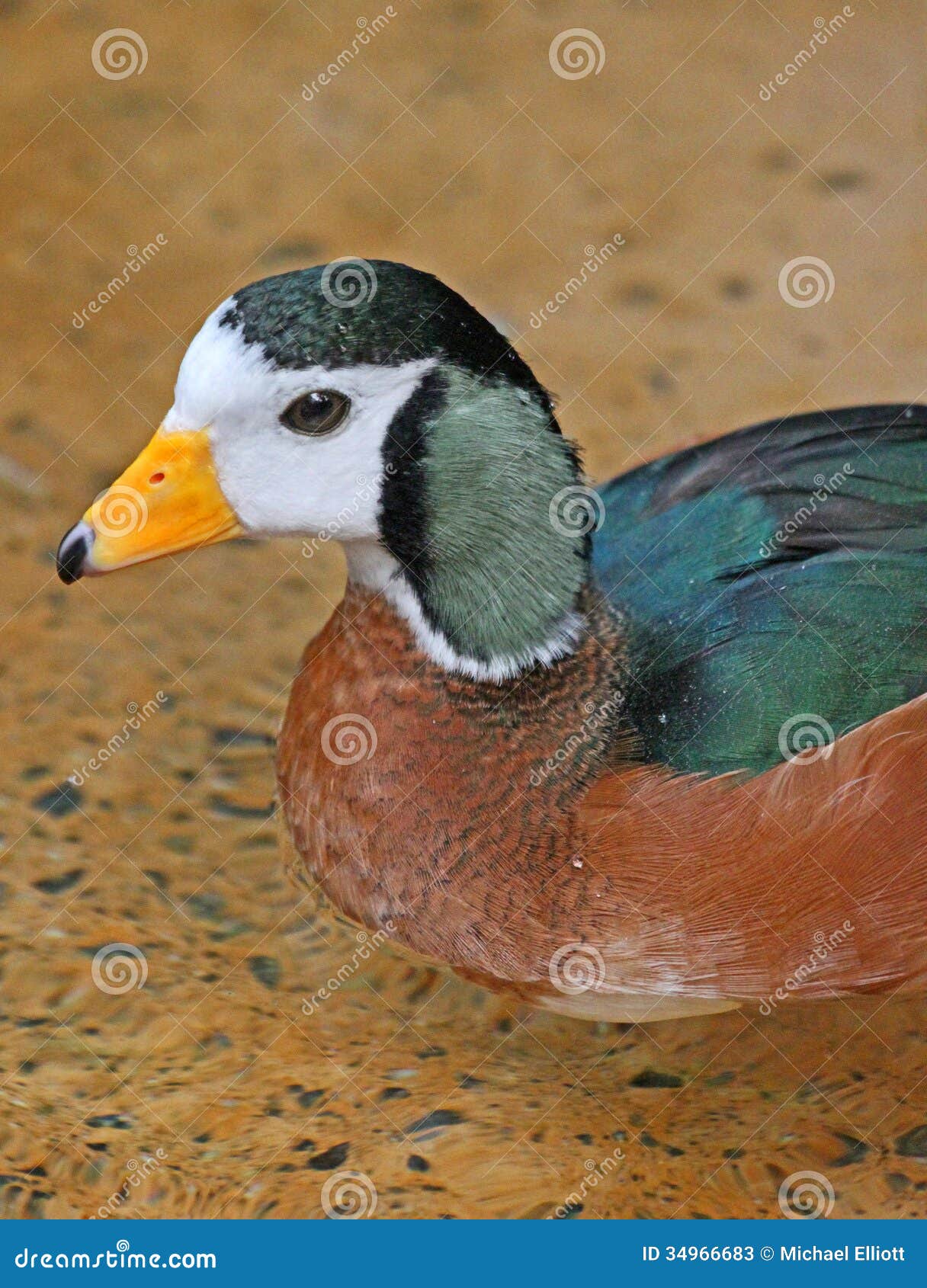 Oca pigmea africana immagine stock. Immagine di maschio - 34966683