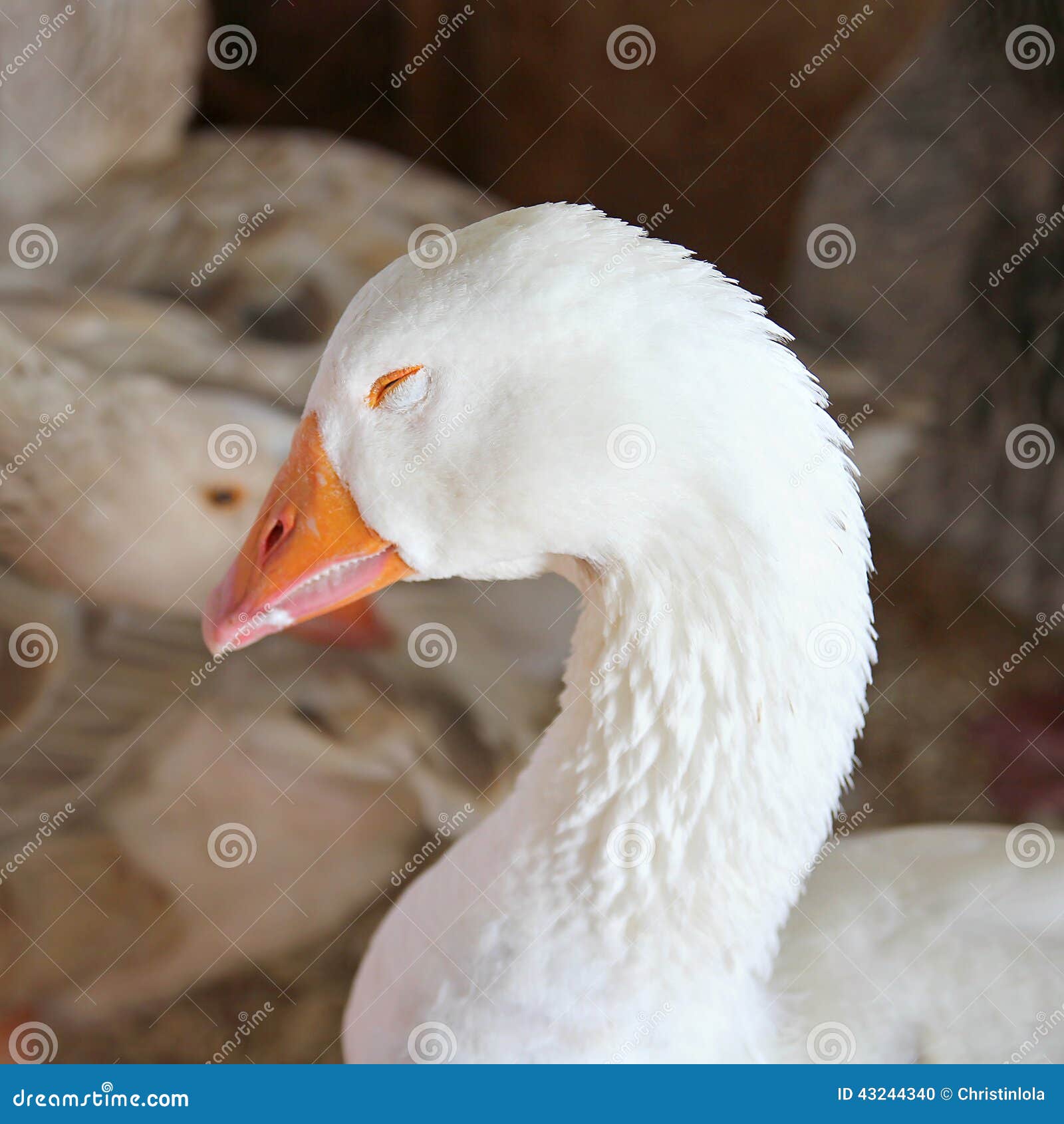Oca polare bianca di sonno fotografia stock. Immagine di bianco - 43244340