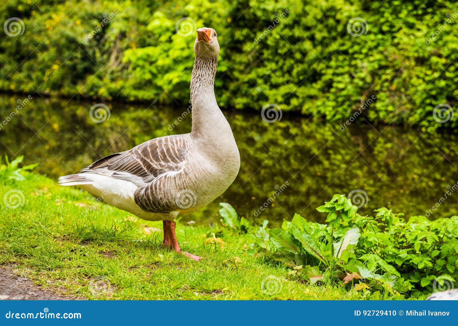 Oca selvatica Regno Unito fotografia stock. Immagine di arancione ...