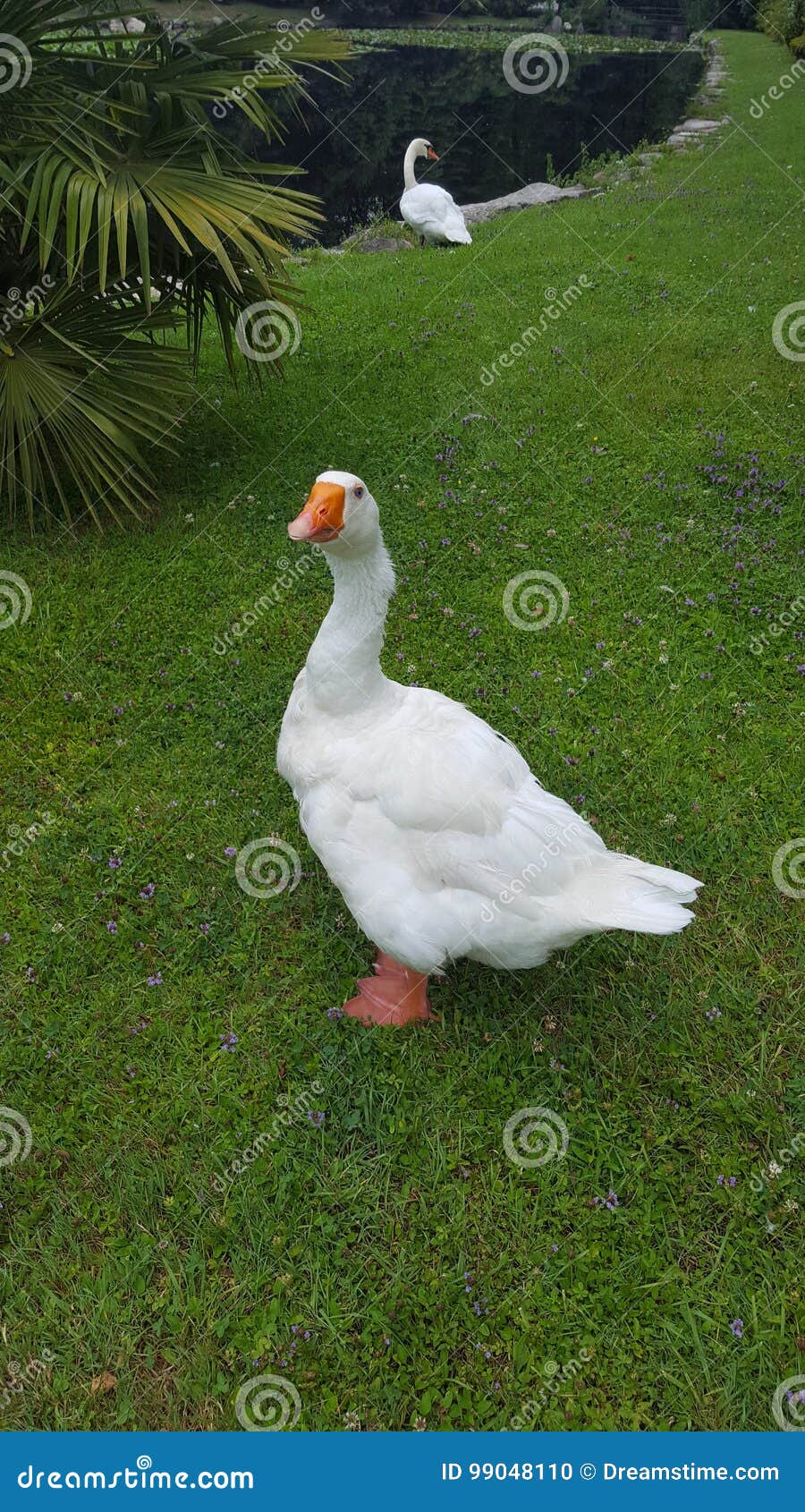 Oca stock photo. Image of cigno, bianca, uccello, animale - 99048110