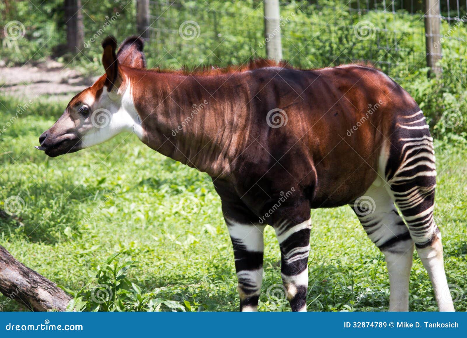 Ocapi imagem de stock. Imagem de listras, experiência - 32874789