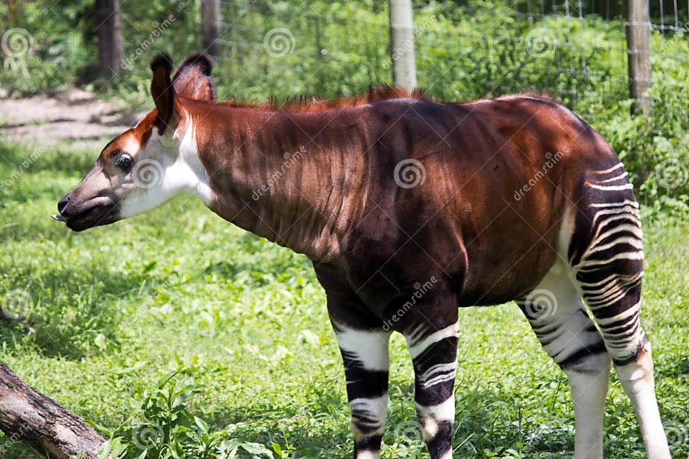 Ocapi imagem de stock. Imagem de listras, experiência - 32874789