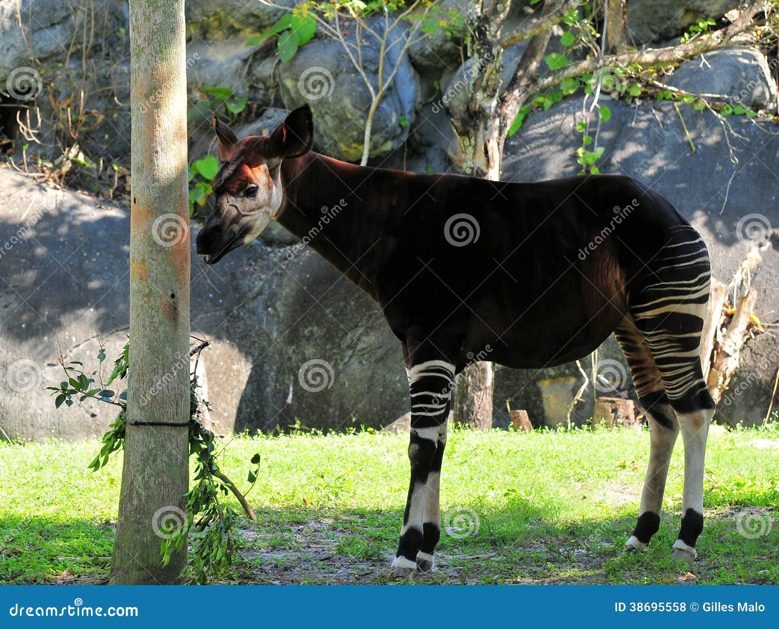 Ocapi foto de stock. Imagem de prado, florestas, wilderness - 38695558