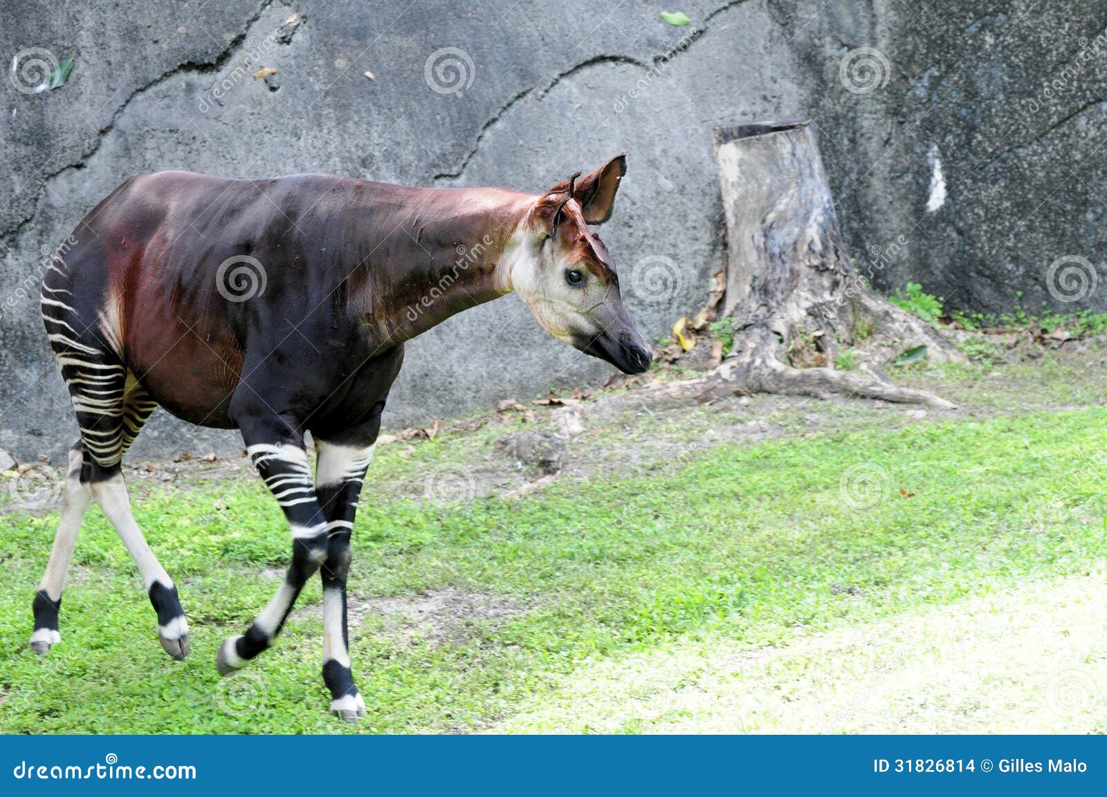 Ocapi no jardim zoológico foto de stock. Imagem de comer - 31826814