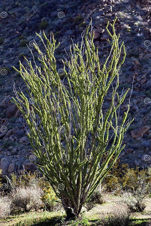 Ocatillo Cactus stock image. Image of grass, cactus, flora - 14204363