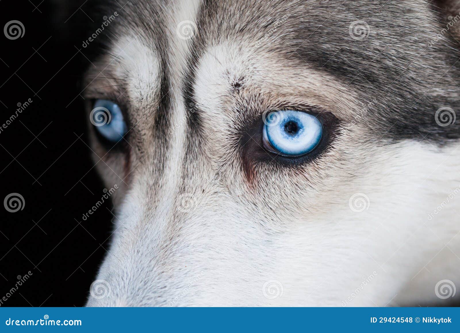 Occhi del cane del husky fotografia stock. Immagine di macro - 29424548