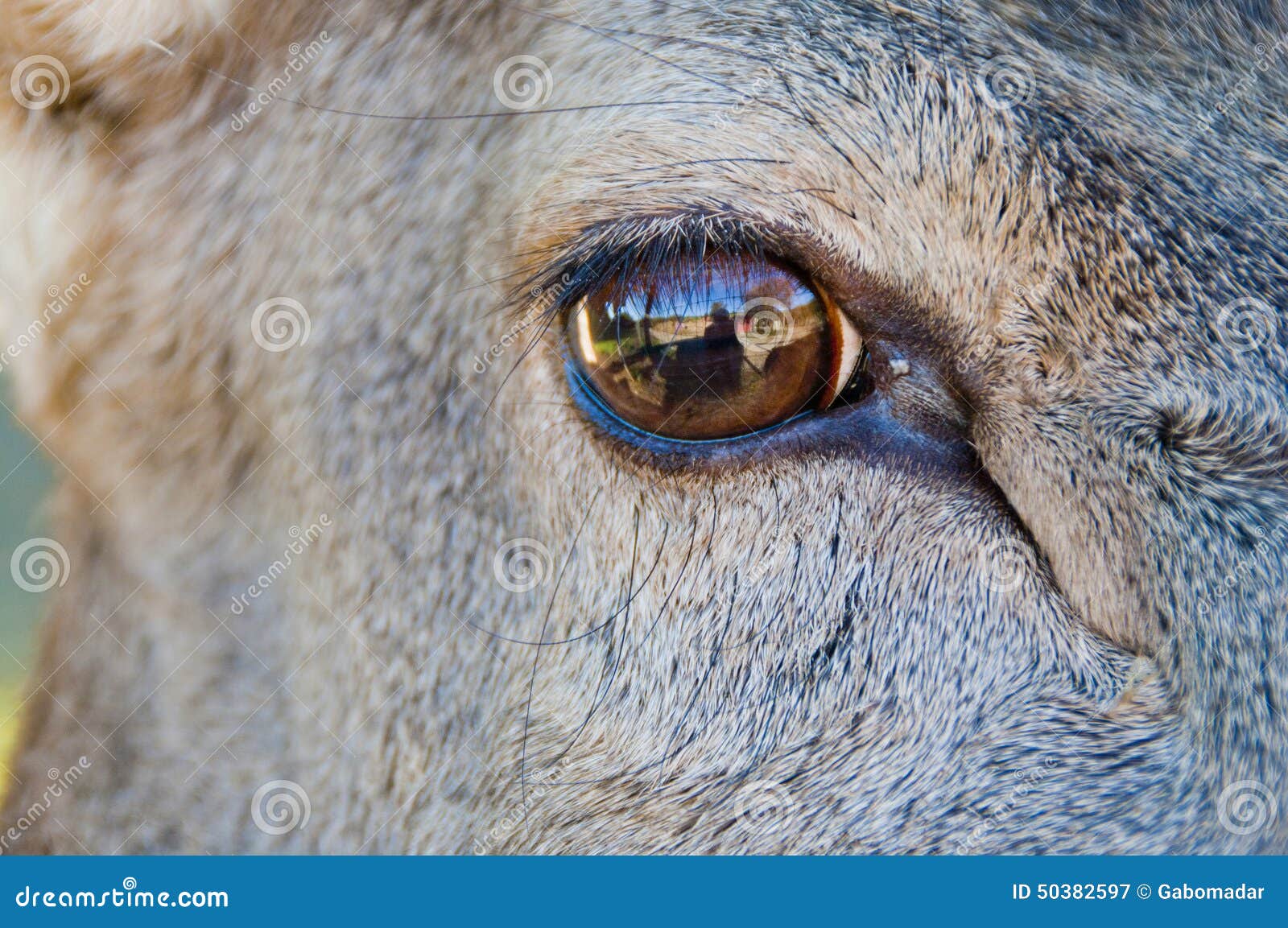 Occhio dei cervi immagine stock. Immagine di nave, aperto - 50382597