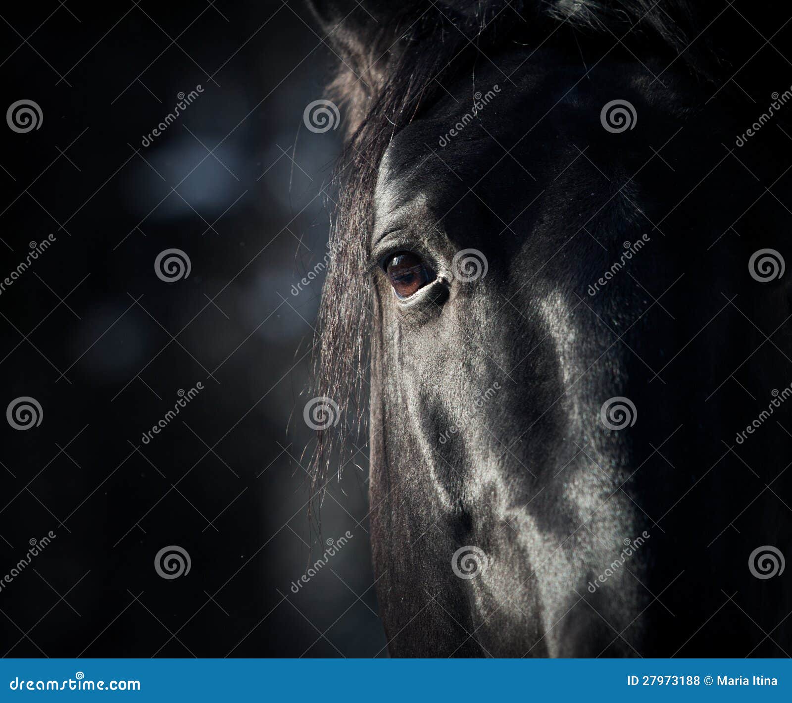 Occhio Del Cavallo Nello Scuro Fotografia Stock - Immagine di parte ...