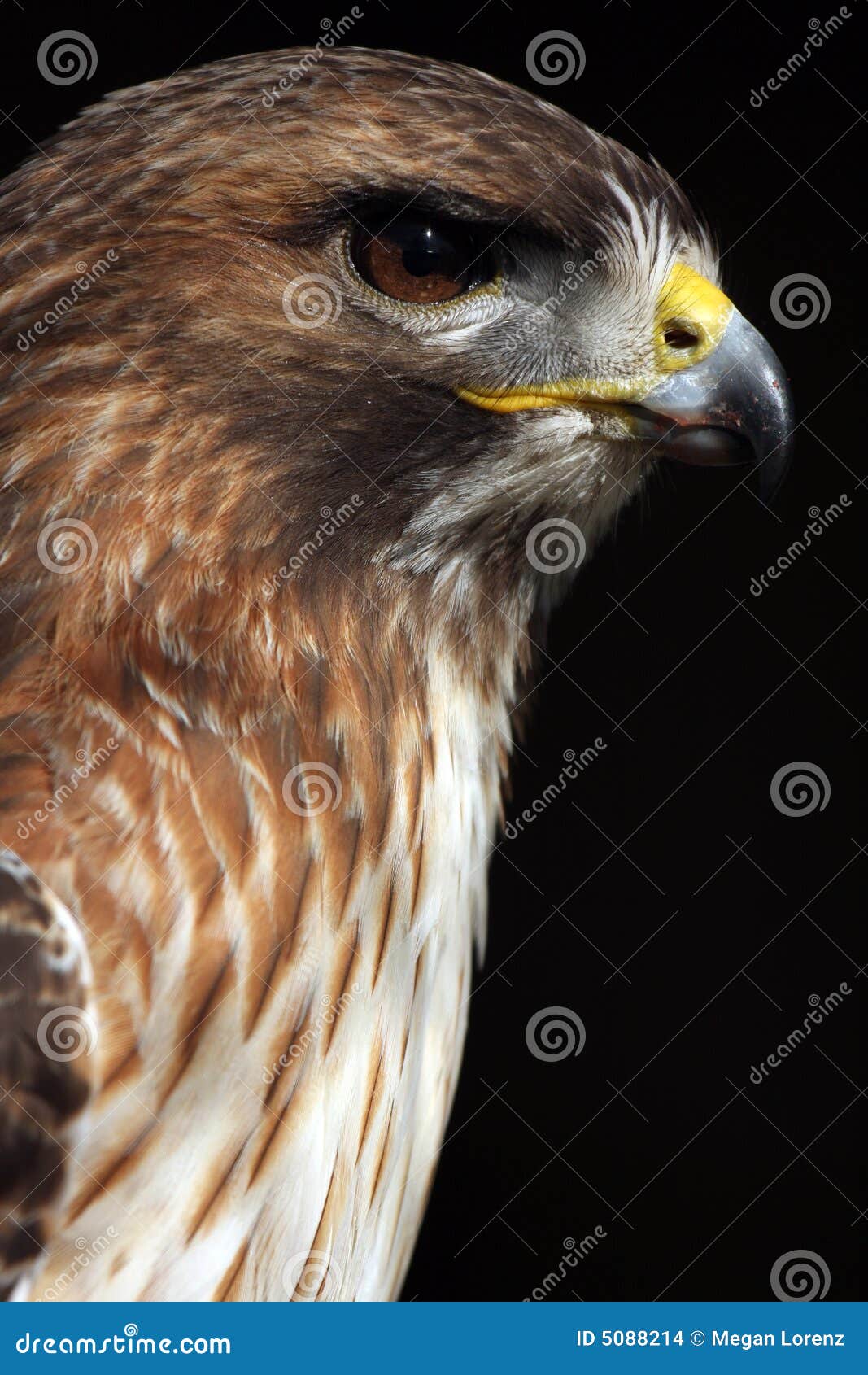 Occhio del falco fotografia stock. Immagine di allarme - 5088214