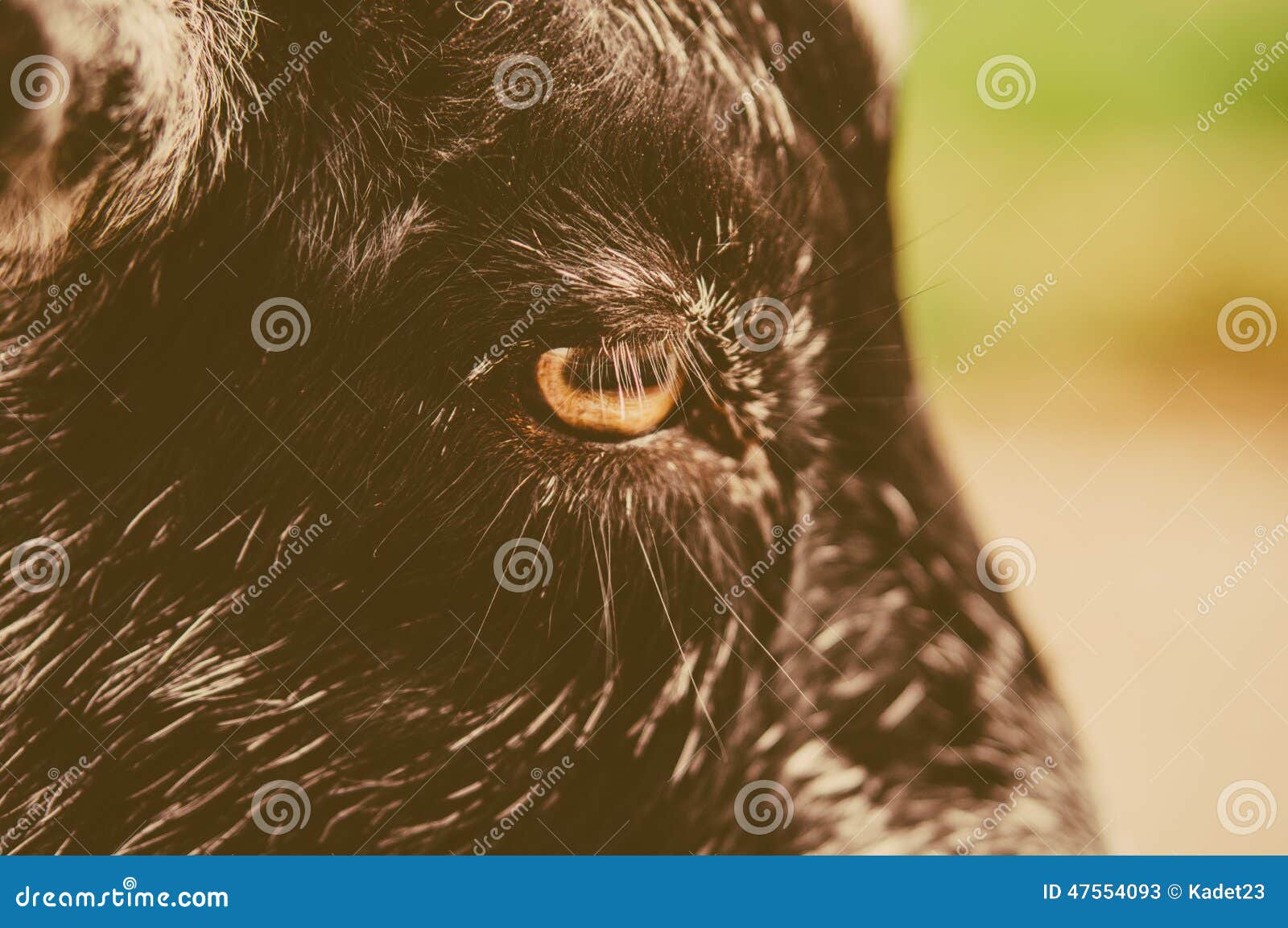 Occhio Del Primo Piano Di Una Capra Immagine Stock - Immagine di ...