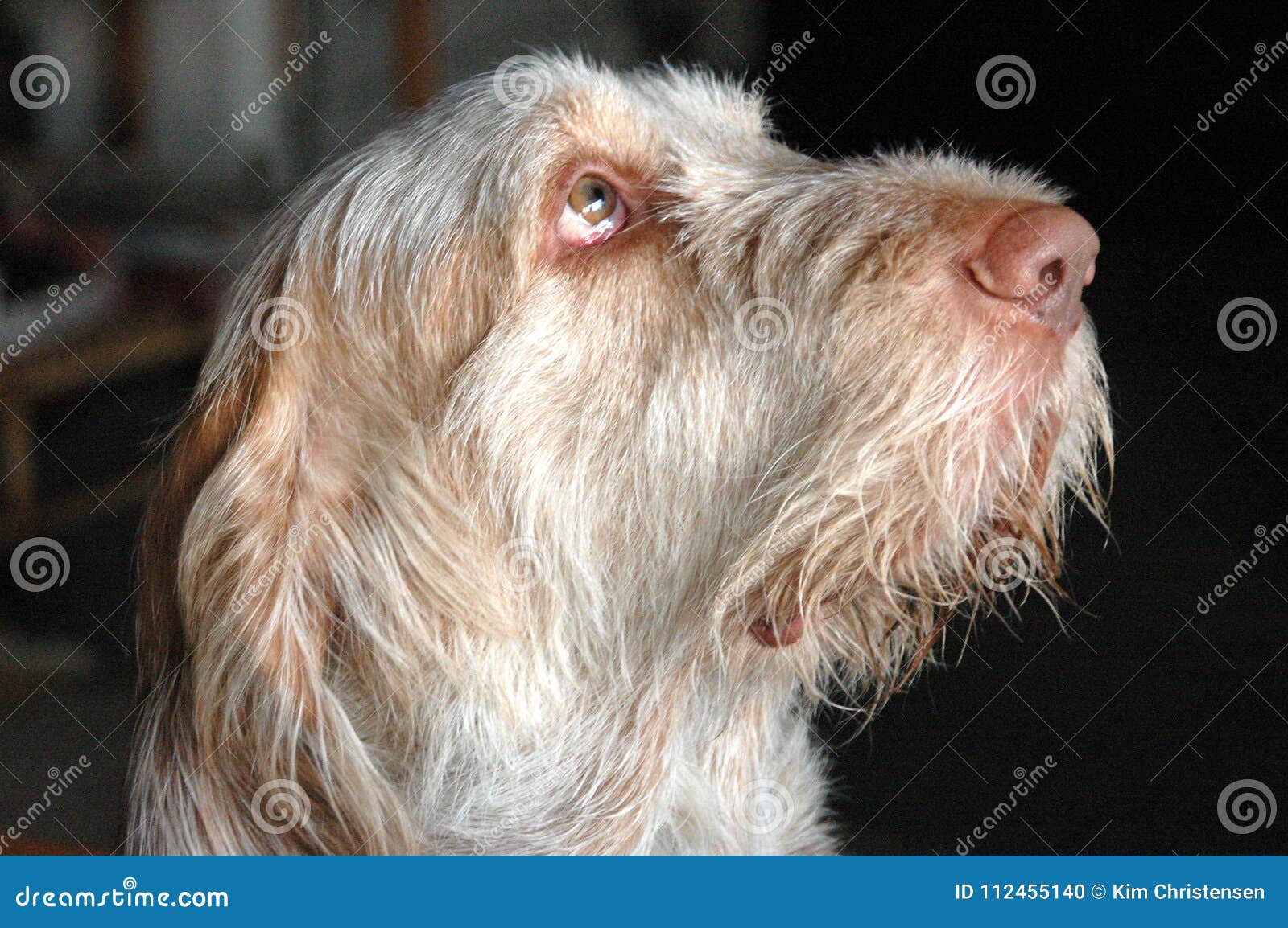 Occhio Del ` S Del Cane Di Spinone Fotografia Stock - Immagine di ...