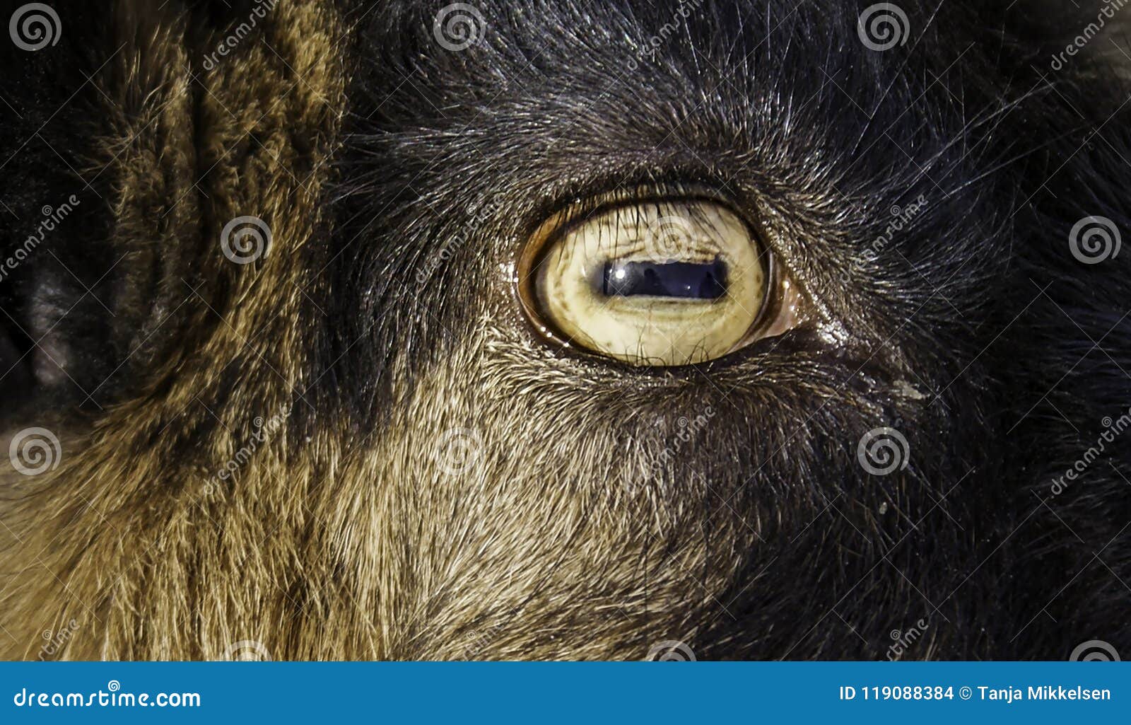 Occhi Di Capra Spaventosi Gli Occhi Del Diavolo (2022) Recensioni