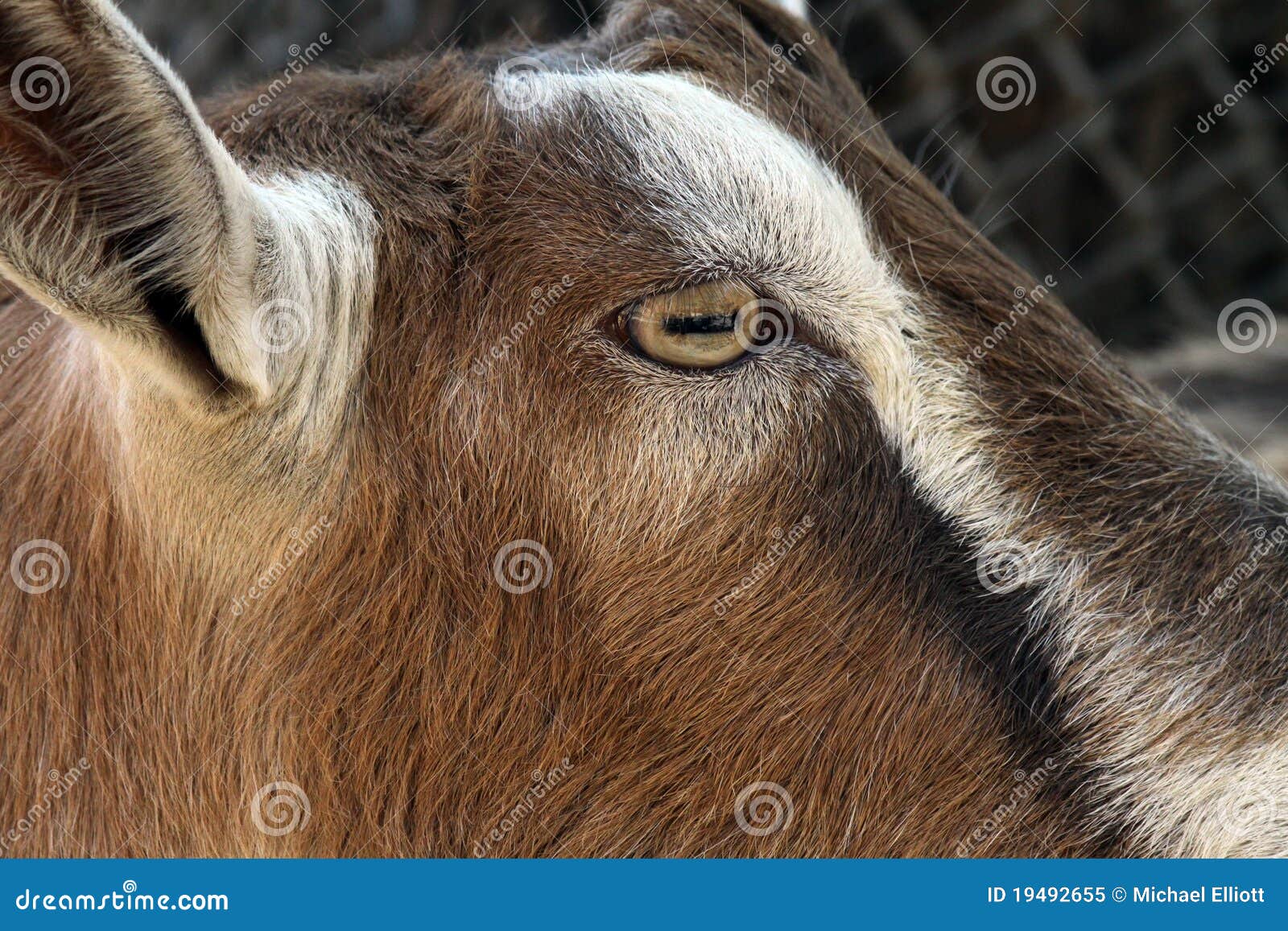 Occhio della capra immagine stock. Immagine di bestiame - 19492655