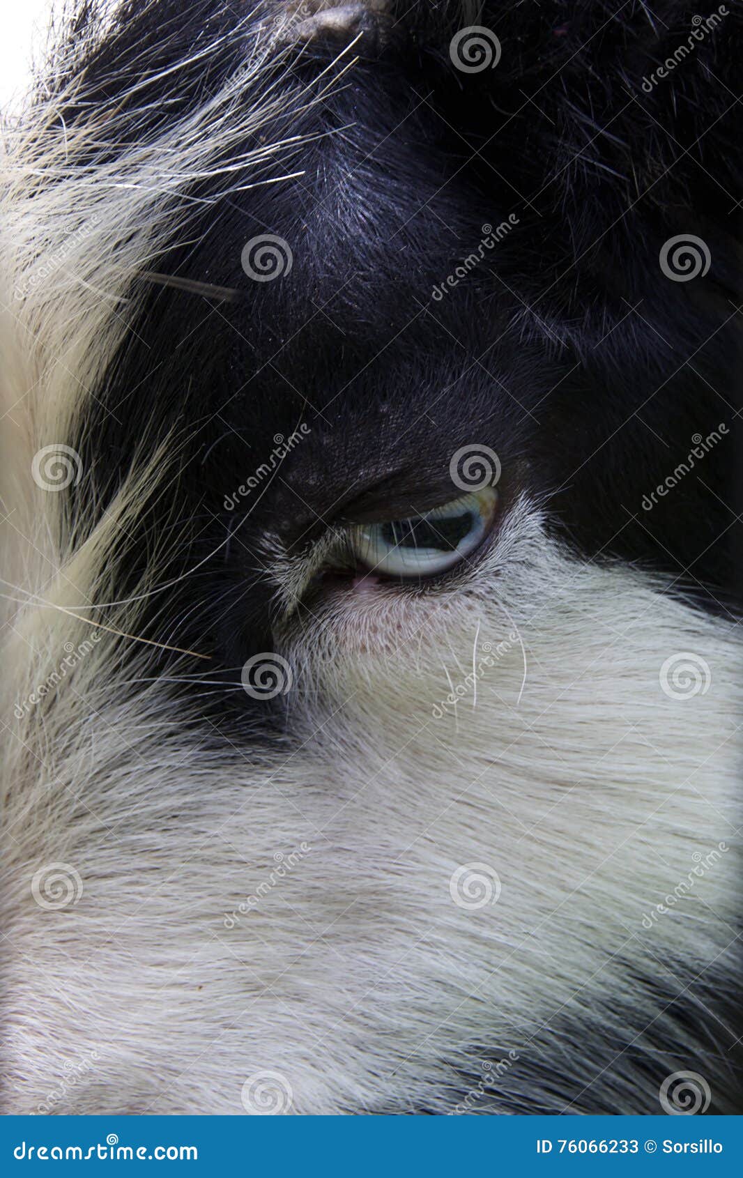 Occhio della capra immagine stock. Immagine di bestiame - 76066233