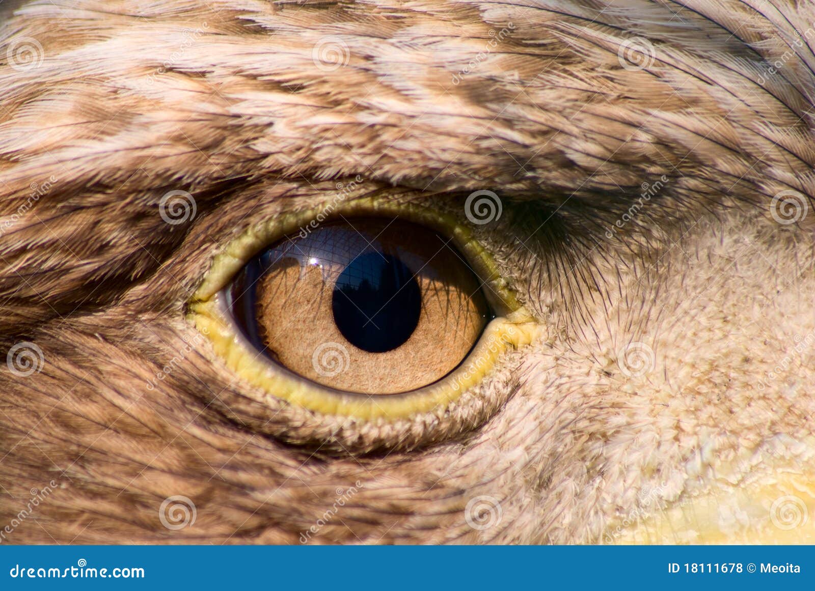 Occhio di aquila fotografia stock. Immagine di veda, occhio - 18111678