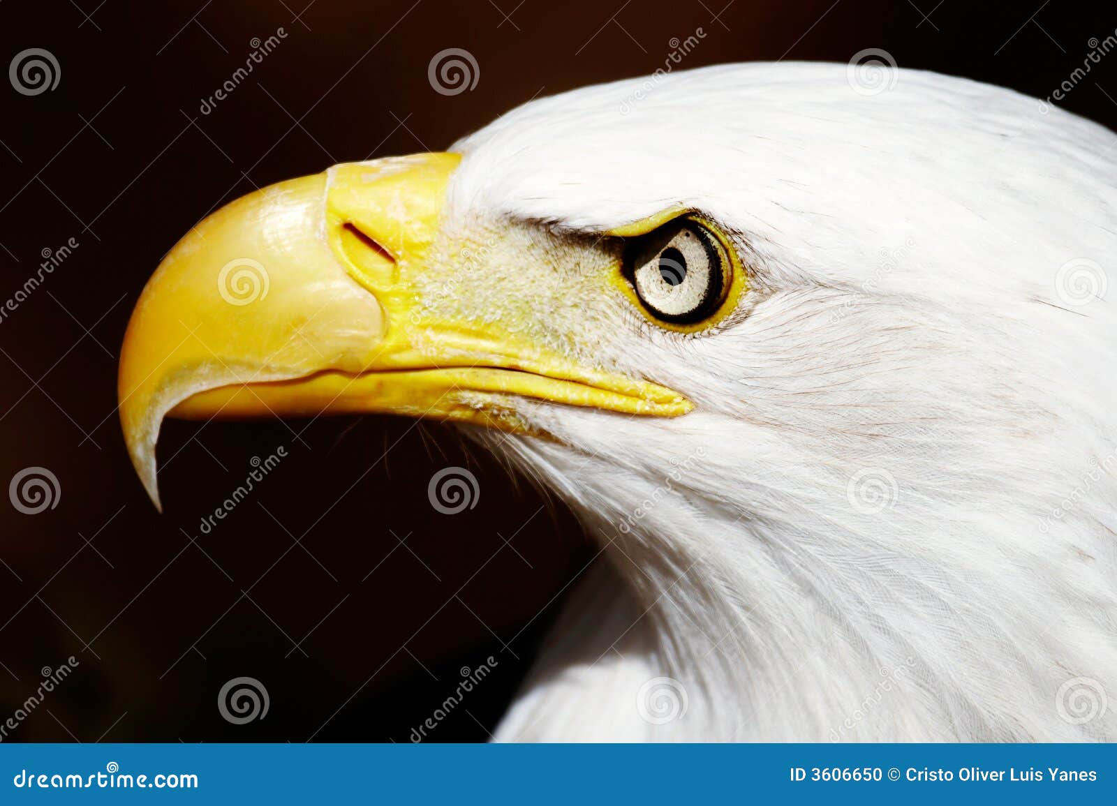 Occhio di aquila fotografia stock. Immagine di ritratto - 3606650