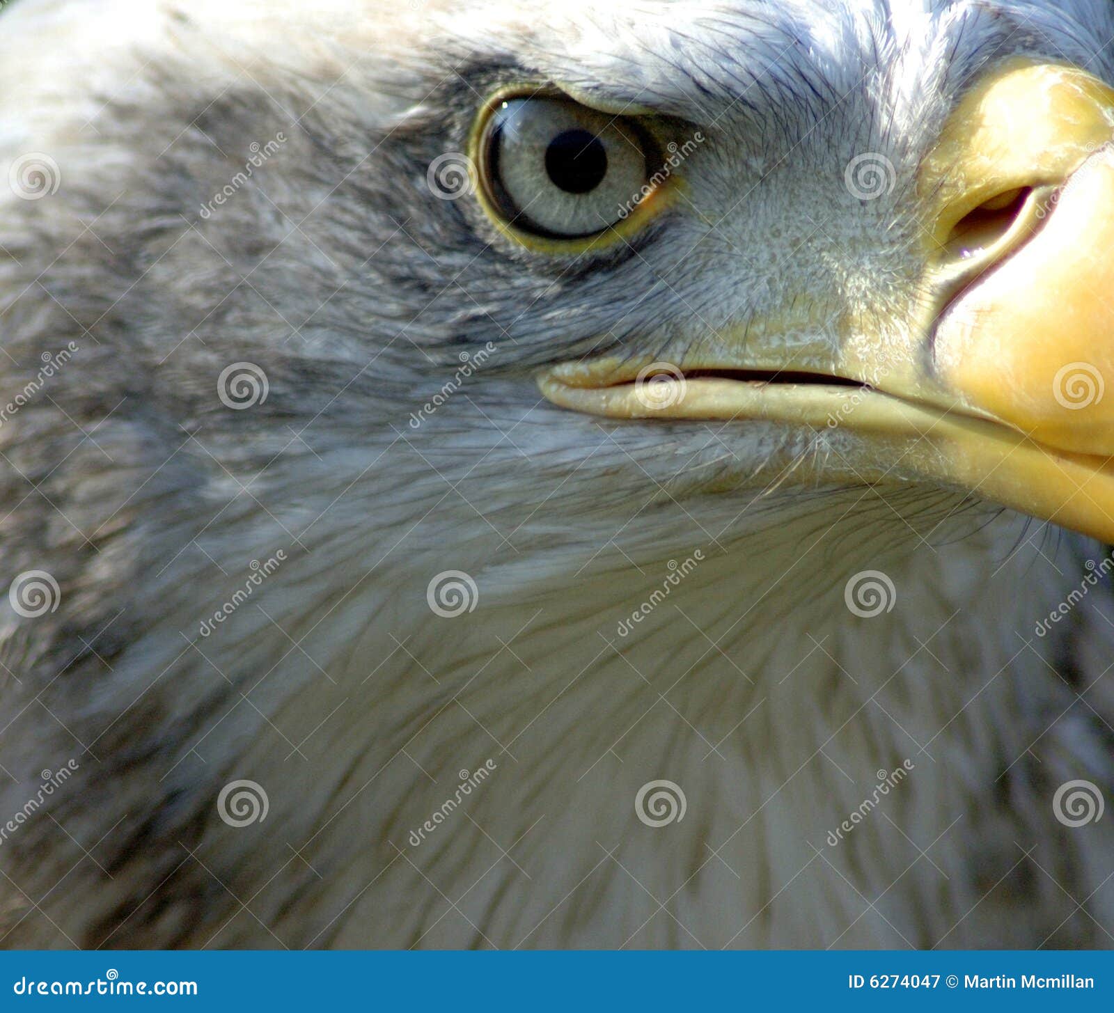 Occhio di aquila calva immagine stock. Immagine di aquila - 6274047