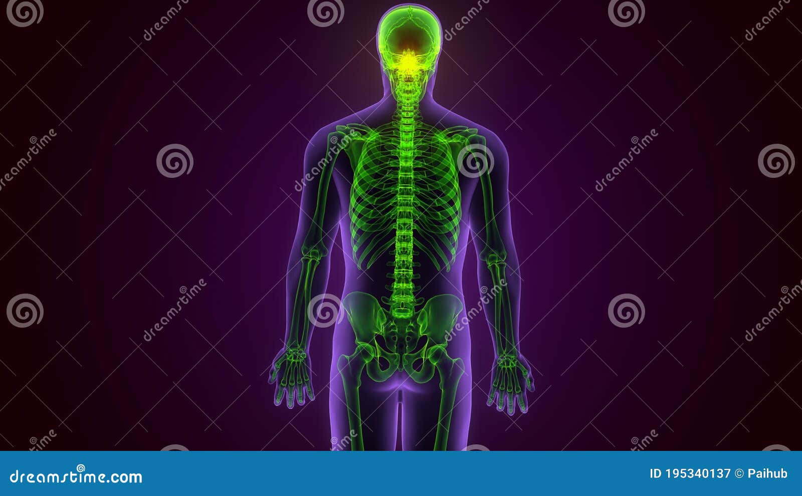 Human Skeleton Skull Occipital Bone Anatomy for Medical Concept 3D ...