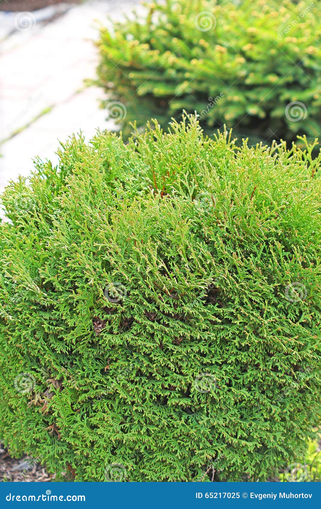 Occidentalis Danica Del Thuja Imagen de archivo - Imagen de robusto ...