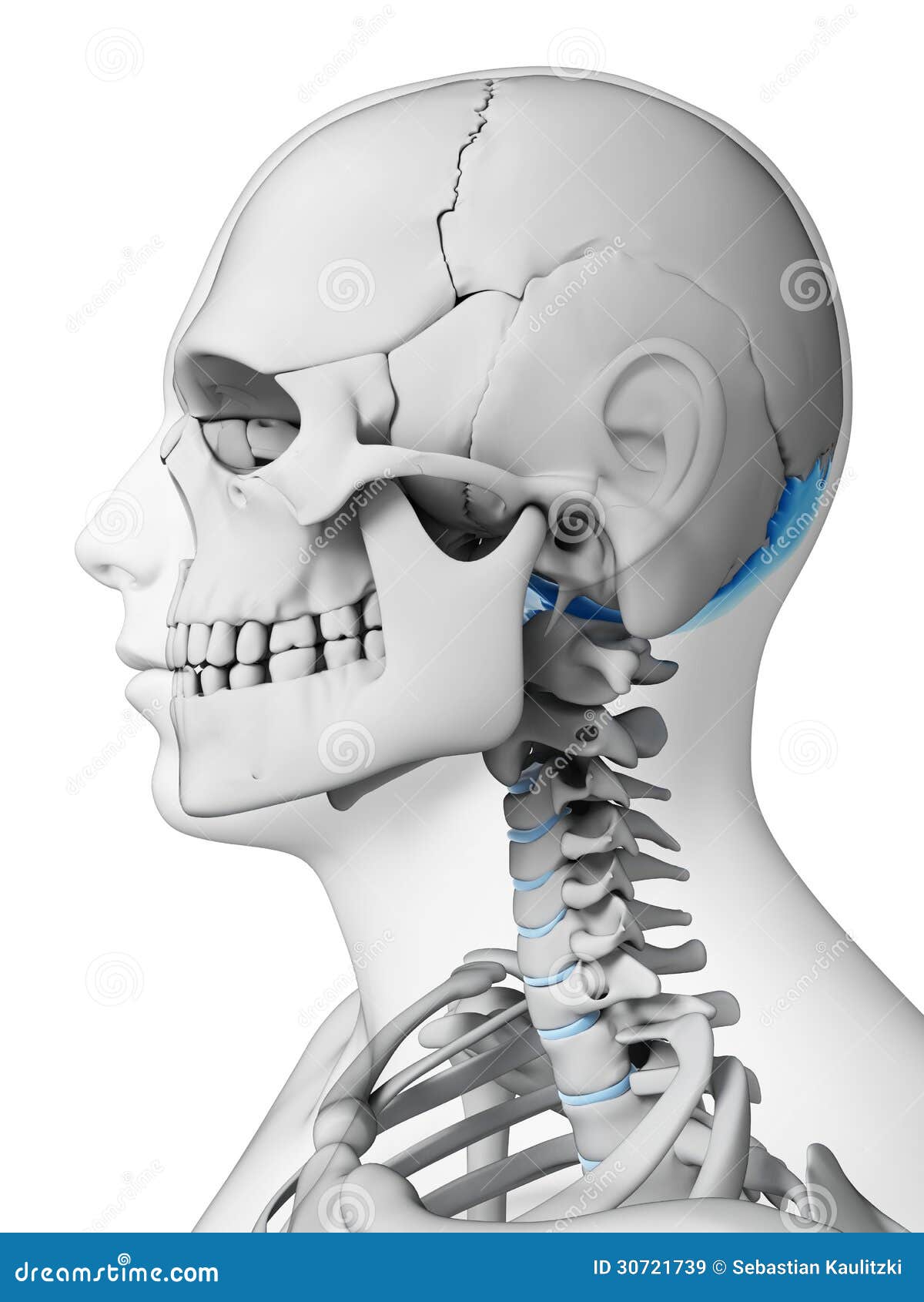 Occipital bone stock illustration. Illustration of human - 30721739