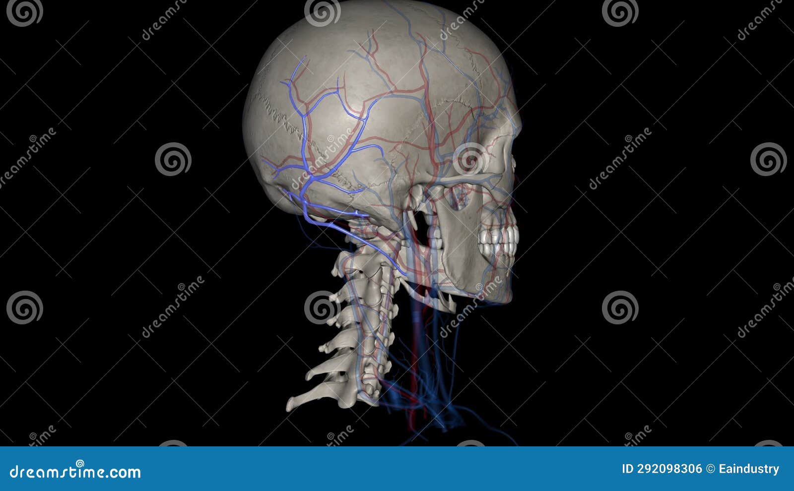 The Occipital Vein is a Vein of the Scalp Stock Footage - Video of vena ...