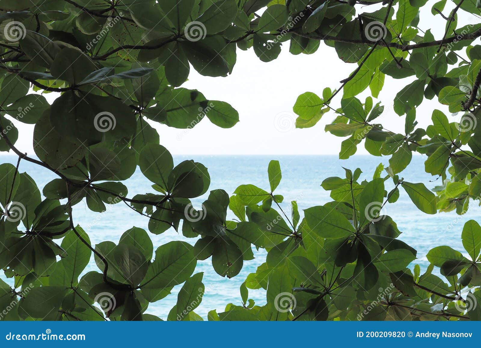 Ocean in Background through the by Green Foliage. Stock Photo - Image ...