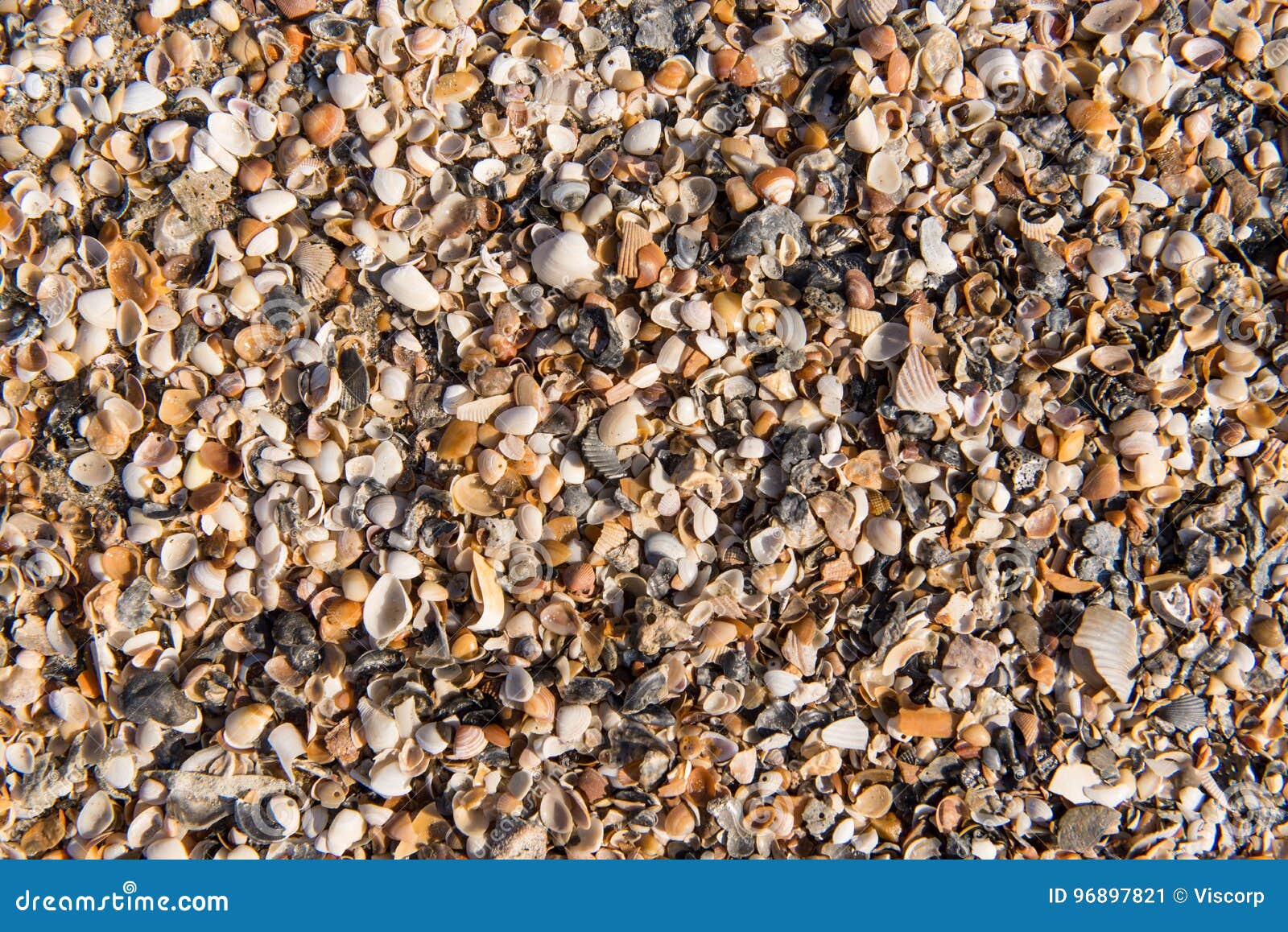 Ocean beach shells stock image. Image of colors, shore - 96897821