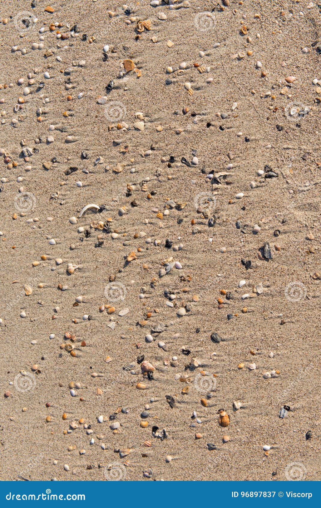 Ocean beach shells stock image. Image of floor, pattern - 96897837