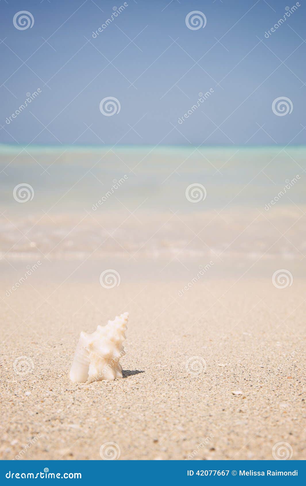 Ocean Beach and Shells on a Tropical Holiday Stock Image - Image of ...