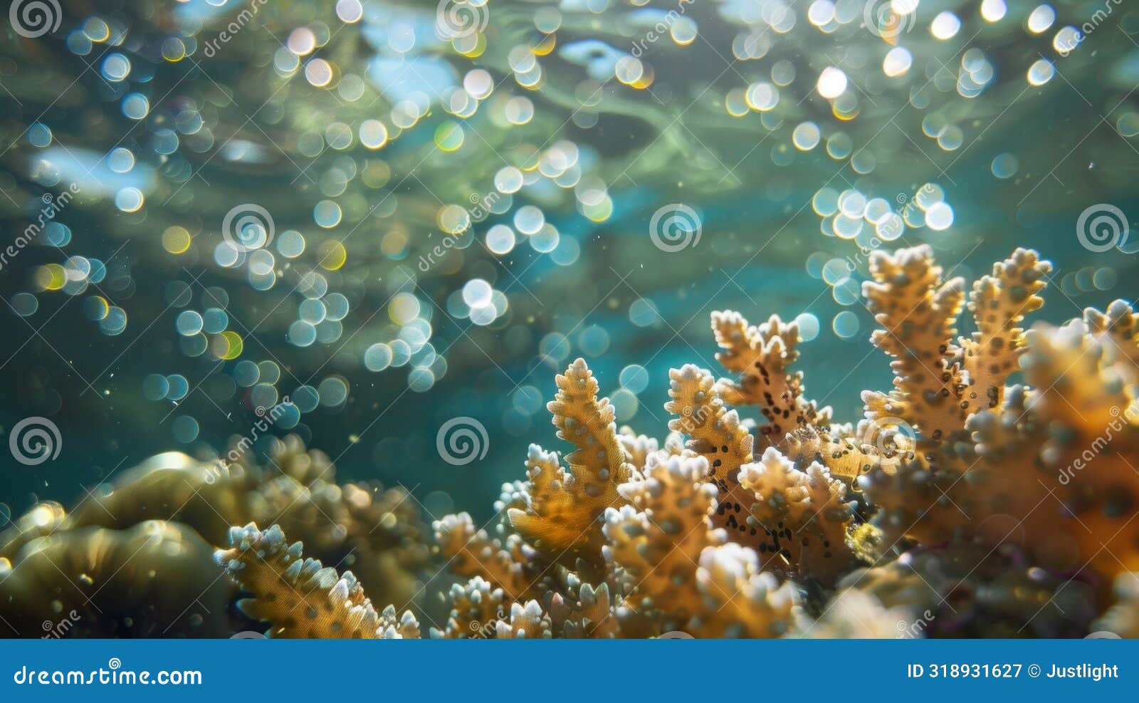 The Ocean Becomes a Flurry of Activity As Coral Colonies Simultaneously ...