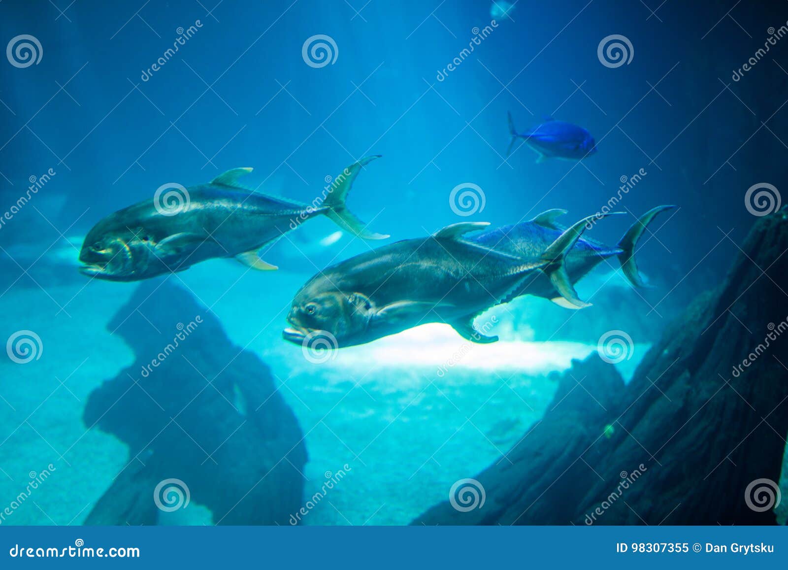 Ocean Big Fish in a Large Aquarium Tank. Lisbon Aquarium. Stock Image ...