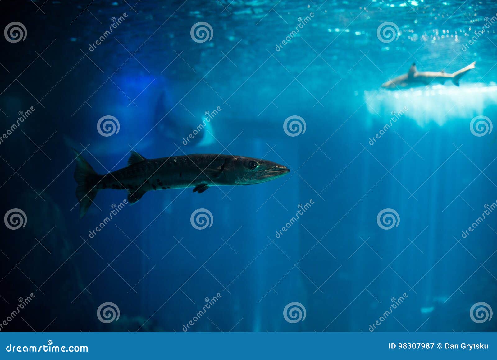Ocean Big Fish in a Large Aquarium Tank. Lisbon Aquarium. Stock Image ...