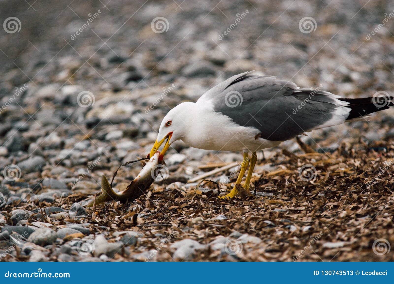 Ocean bird catching fish stock image. Image of animal - 130743513