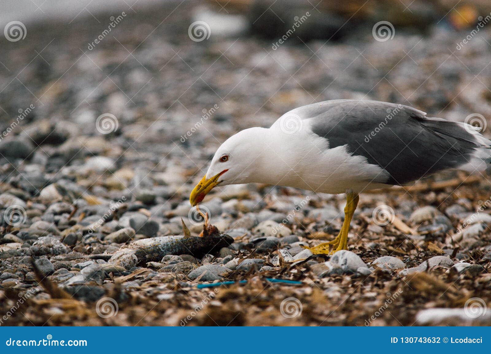 Ocean bird catching fish stock photo. Image of global - 130743632