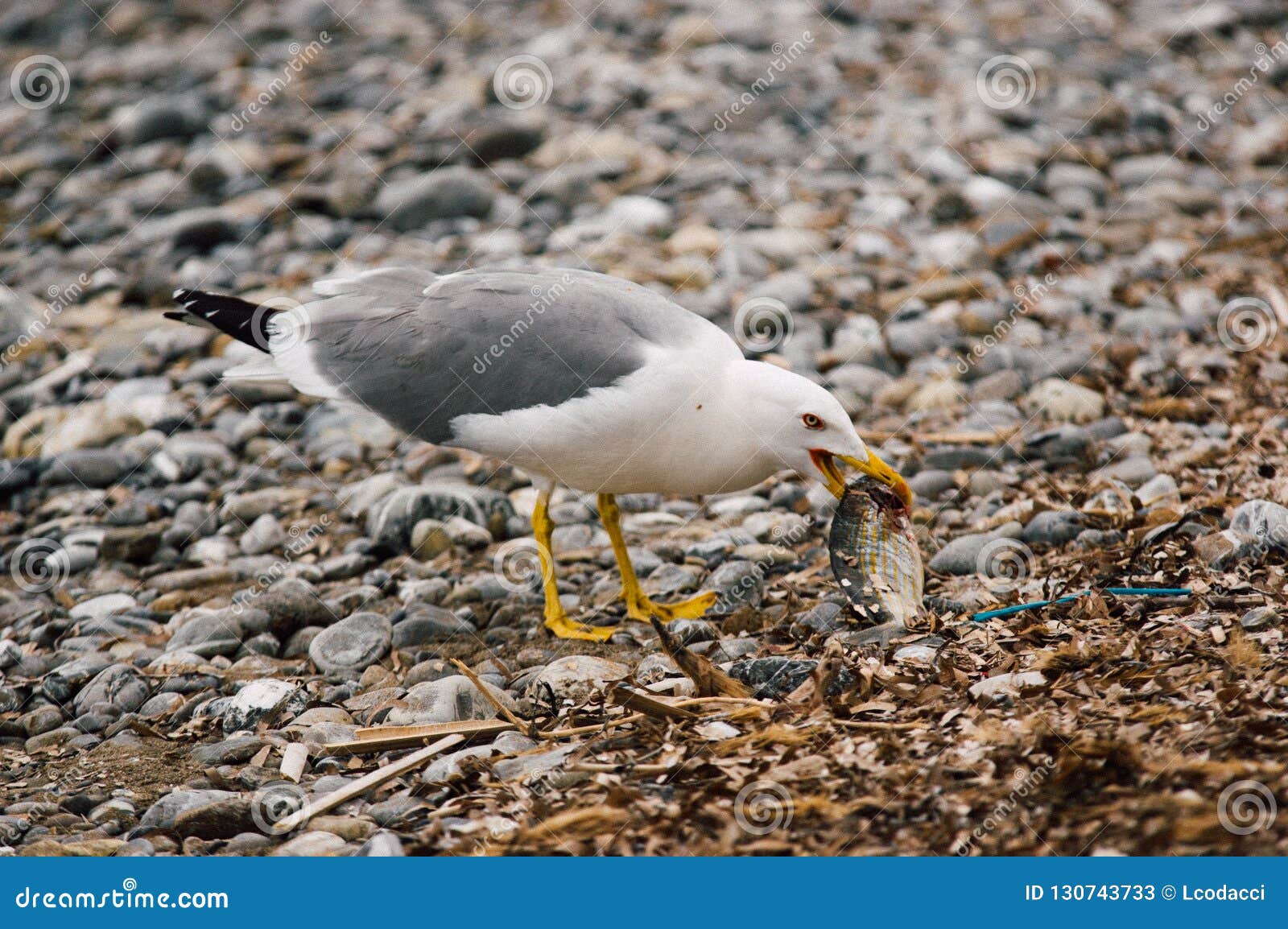 Ocean bird catching fish stock image. Image of warming - 130743733