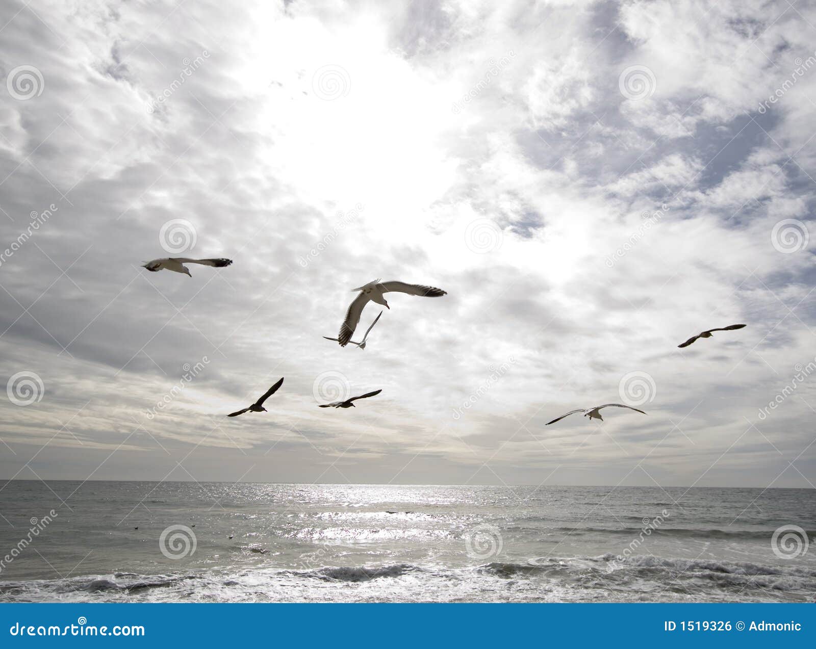Ocean and Birds stock photo. Image of feather, seagull - 1519326