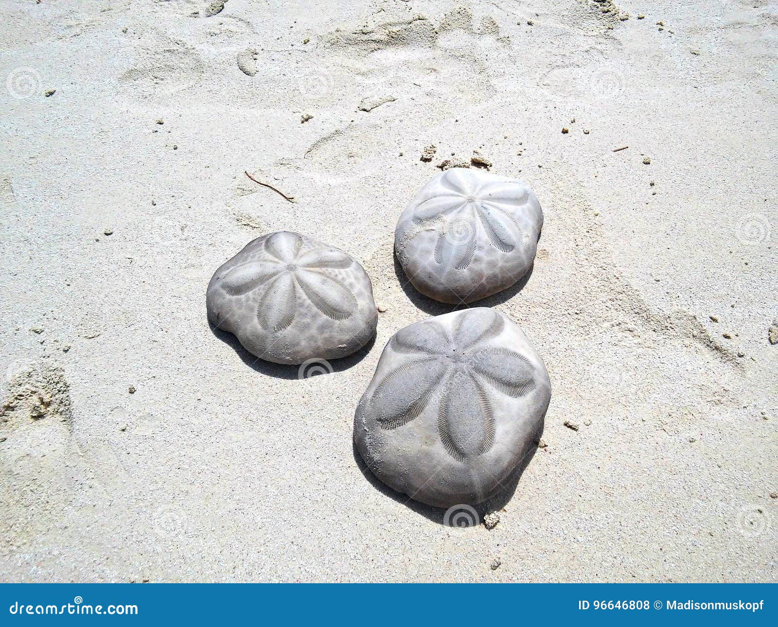 Ocean Biscuits stock photo. Image of bahamas, sands, paradise - 96646808