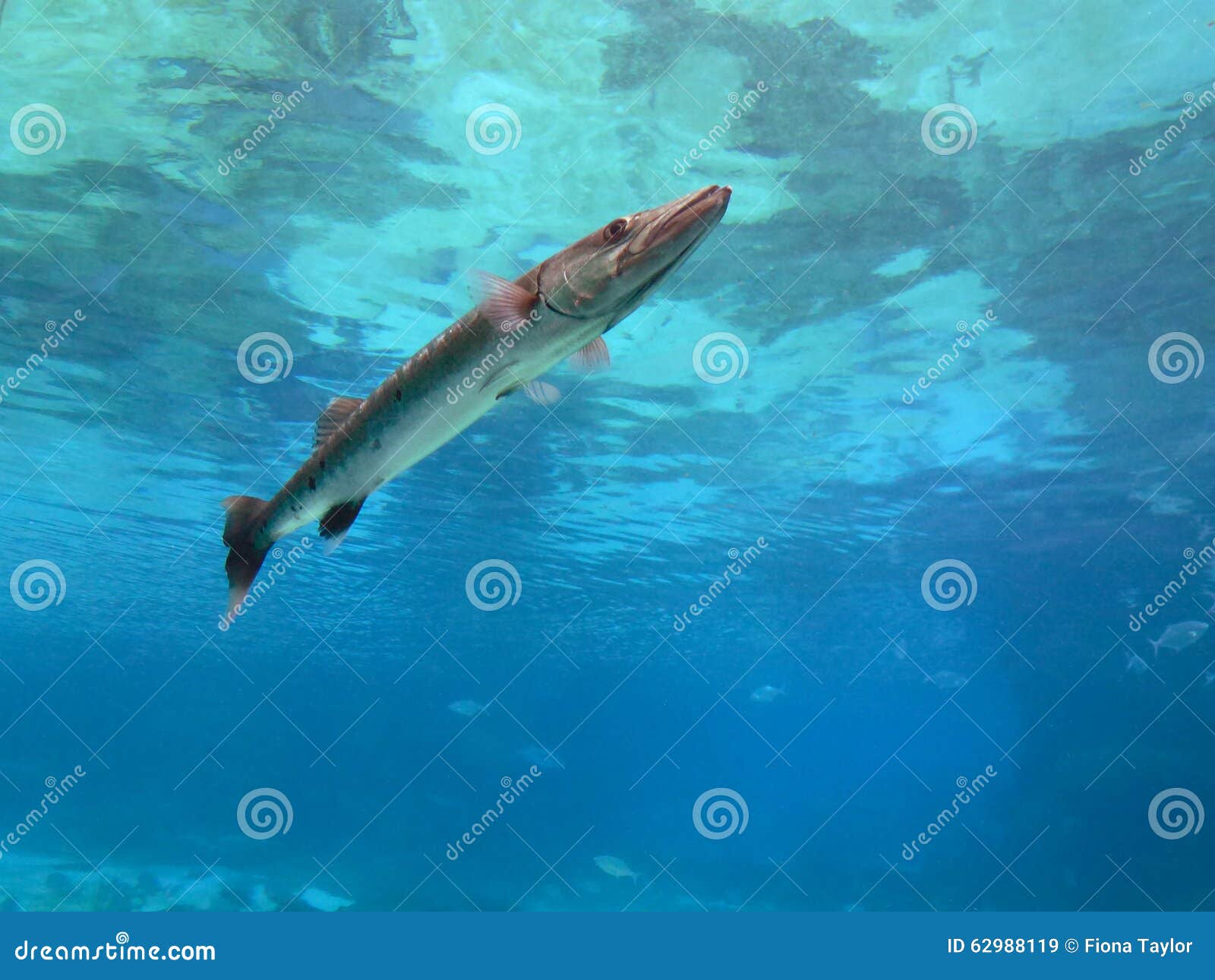 Ocean Blue Barracuda stock image. Image of aquatic, life - 62988119