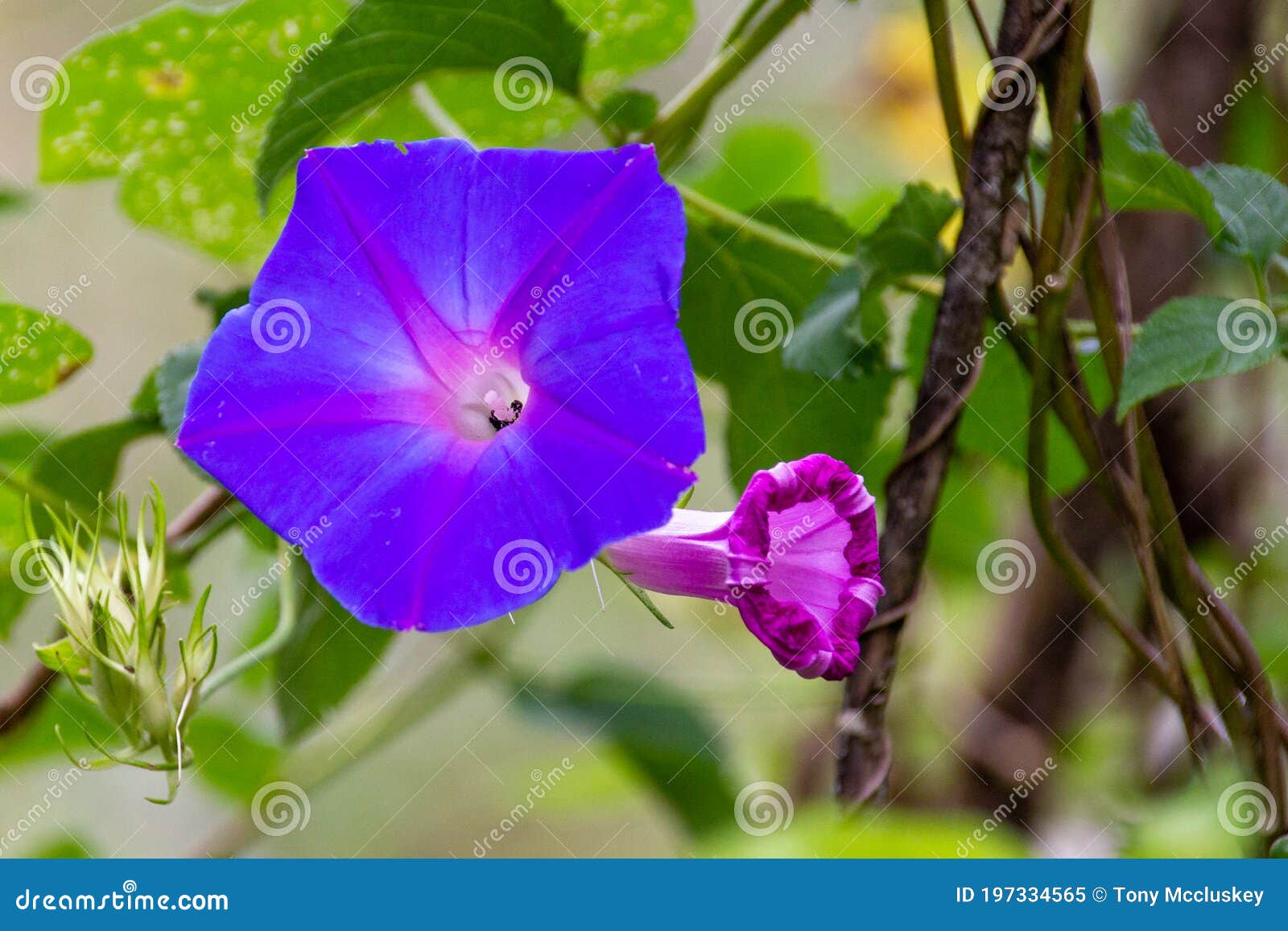 Ocean Blue Morning Glory Flower Stock Image - Image of petals, ocean ...