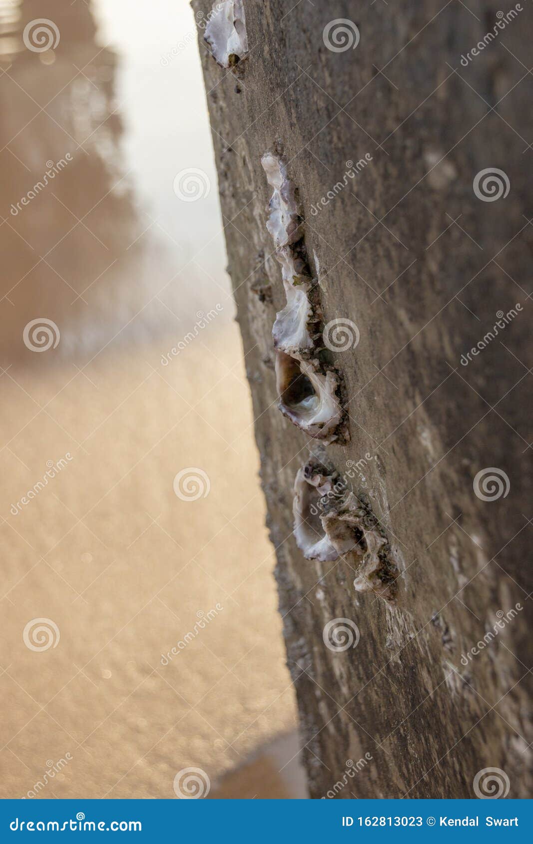 The Ocean stock image. Image of brown, ocean, daylight - 162813023