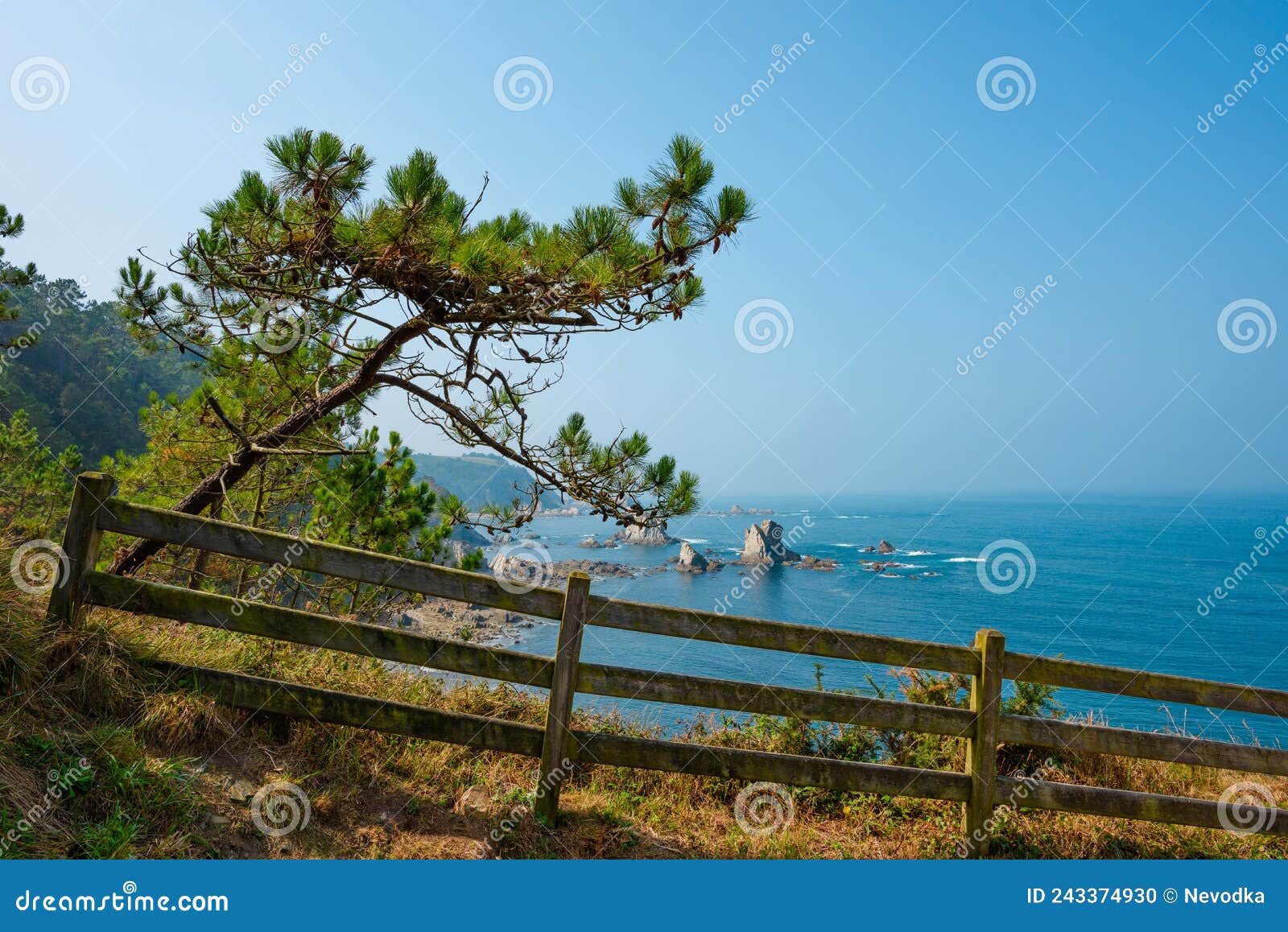 Ocean Coast with Pine Trees on the Hills Stock Photo - Image of grass ...
