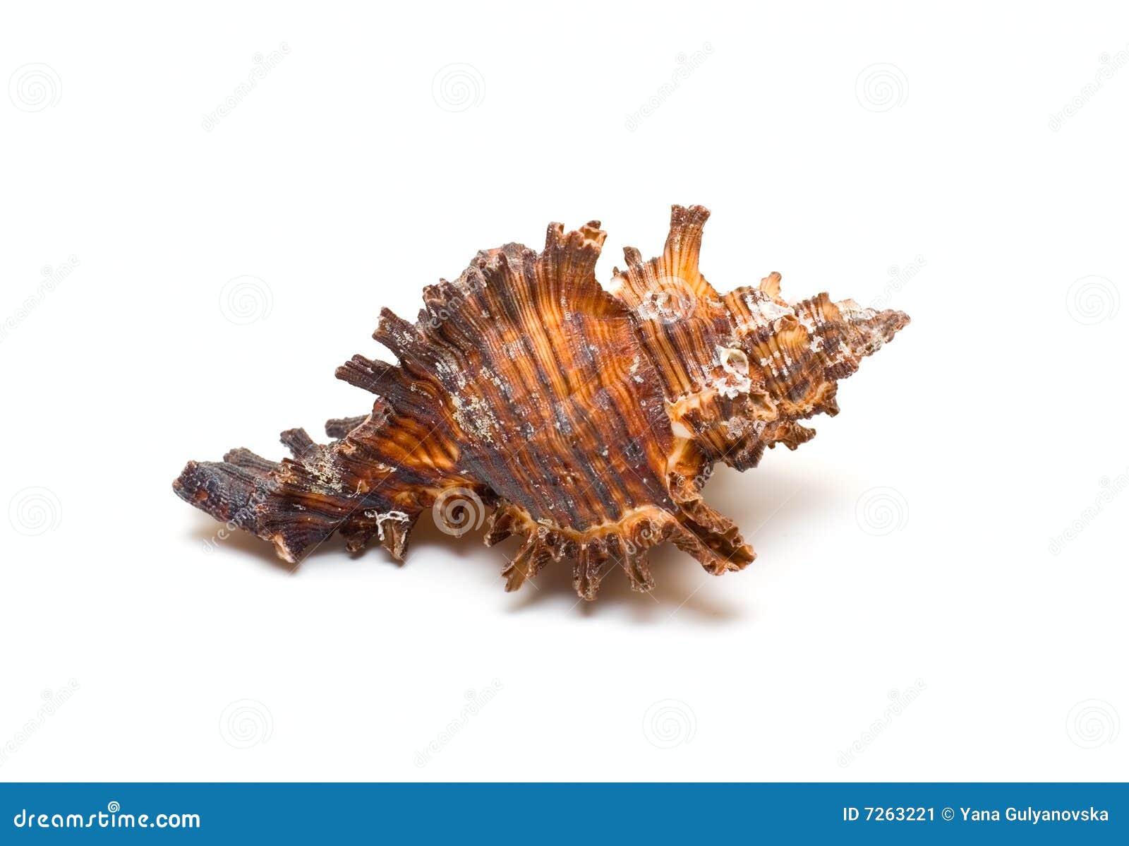Ocean cockleshell stock image. Image of closeup, color - 7263221