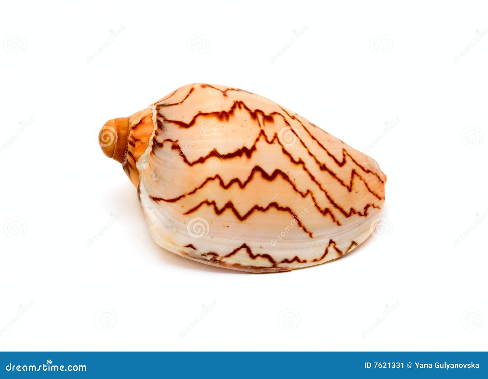 Ocean cockleshell stock image. Image of pink, aquatic - 7621331