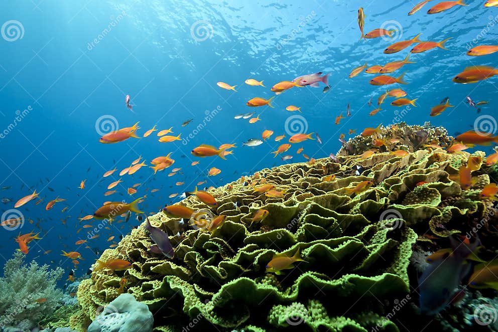 Ocean, coral and fish stock photo. Image of beneath, rolling - 12199196
