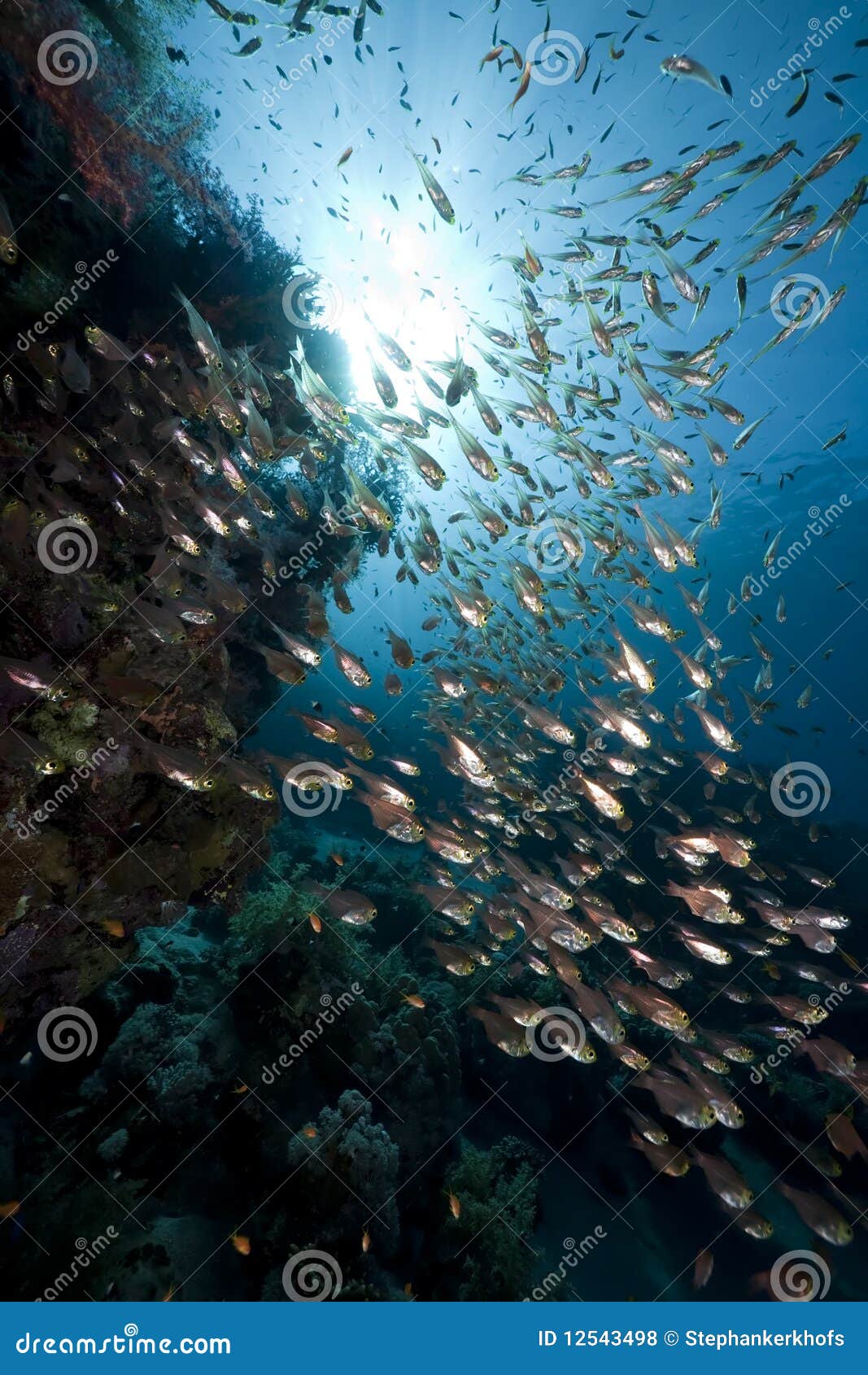 Ocean, coral and fish stock photo. Image of sunbeam, sunlight - 12543498