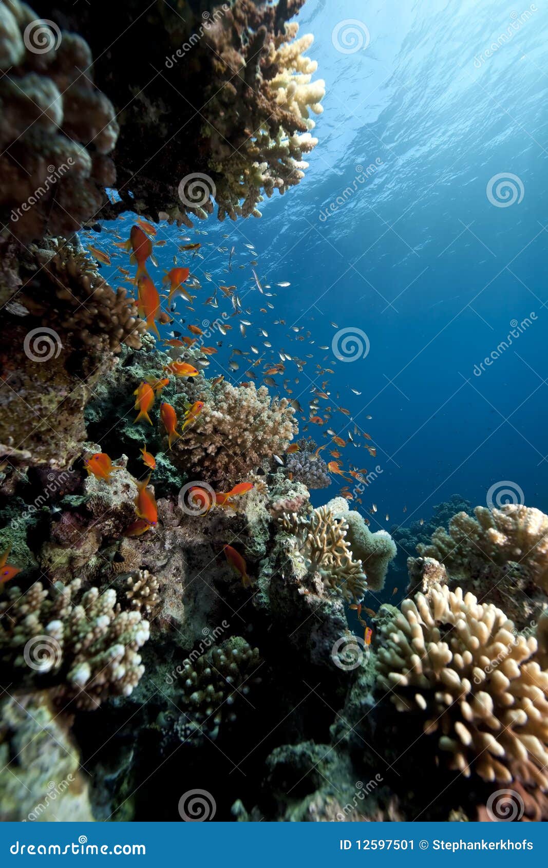 Ocean, coral and fish stock image. Image of sunbeams - 12597501